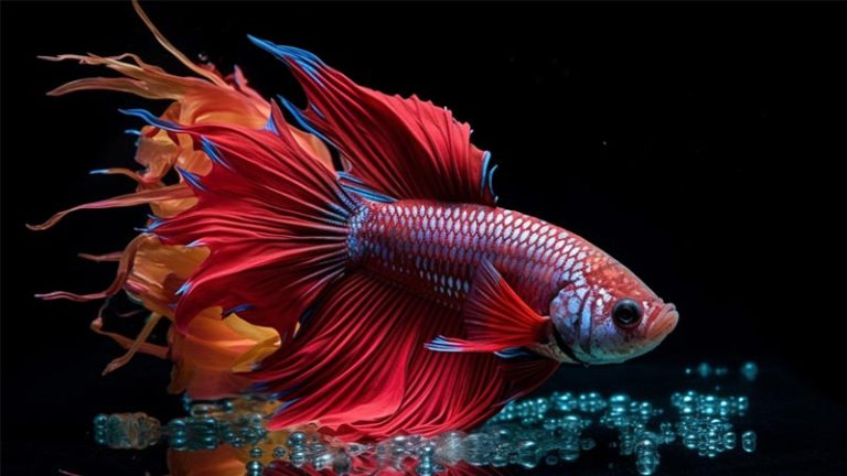 How Do Bettas Get Parasites: Causes, Sign & Treatment - BettaFishNest